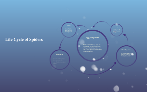 Life Cycle of Spiders by Siripong Rongjun on Prezi