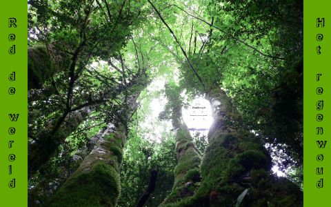 Red de wereld: het regenwoud by Cultuur Knooppunt Beuningen