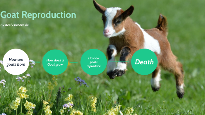 Goat Reproduction by Keely Brooks on Prezi