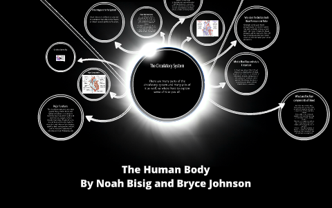 The Human Body: Circulatory System by Noah Bisig