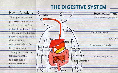 Digestive System - Assessment by Aland Hassan on Prezi