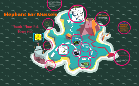 Elephant-Ear Mussels by Thanh-Thao Bui on Prezi
