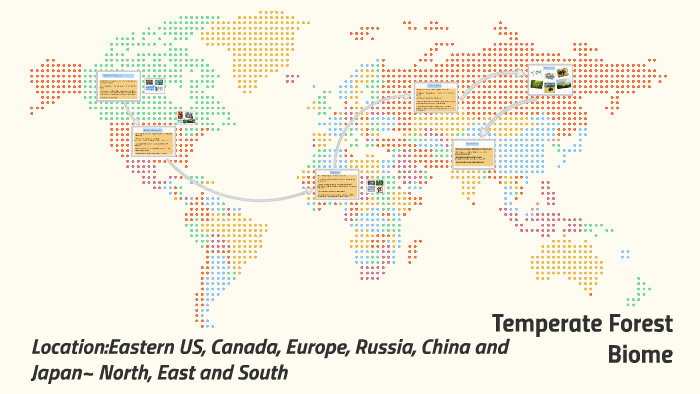 Temperate Forest by Mehtab Gill