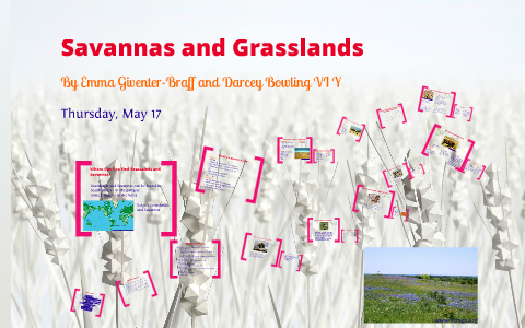 Savannas and Grasslands - Official by Savanna Grassland