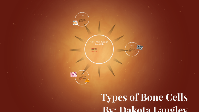 Types of Bone Cells by Dakota Langley on Prezi