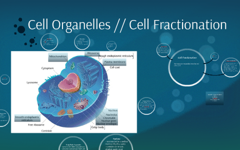 Cell Organelles // Cell Fractionisation by Paige Briscoe on Prezi