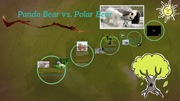 Panda Bear vs. Polar Bear by Exondria Sweatt on Prezi