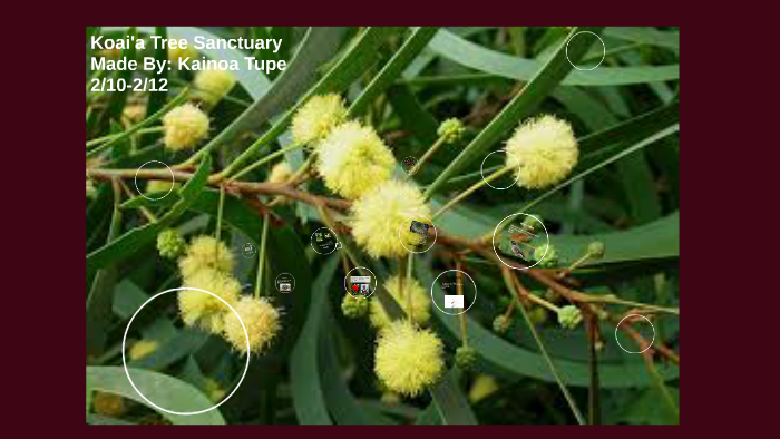 Ecosystems: Koai'a Tree Sanctuary by kainoa tupe on Prezi