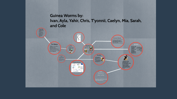 Guinea worm life cycle by ivan serrano on Prezi