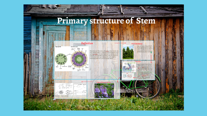 Primary structure of Stem by Alexandra Kim on Prezi