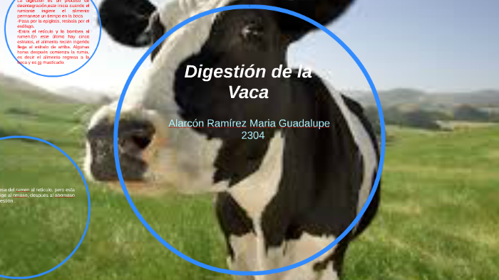 Digestión de la Vaca by lupita Alarcón