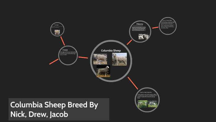 Columbia Sheep Breed by Drew Nicholas on Prezi