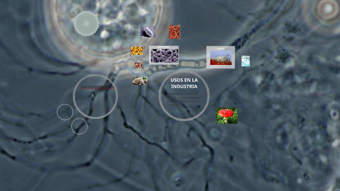 QUITRIDIOMICETOS by Wiliam Benavides on Prezi
