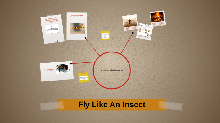 Fly Like An Insect by Joshua-Gabriel Camacho on Prezi
