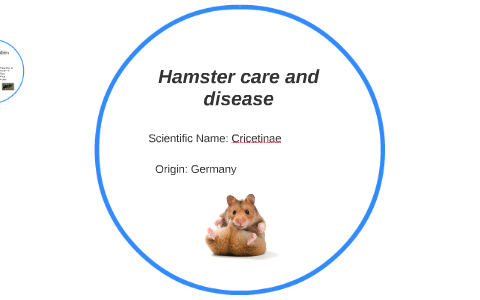 Hamster care and disease by Regan Larson