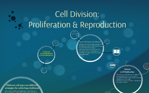 Cell Division: Proliferation & Reproduction by Laura Quinonez