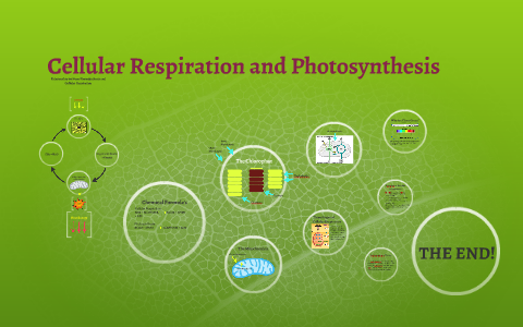 Cellular Respiration and Photosynthesis by ellie laabs on Prezi
