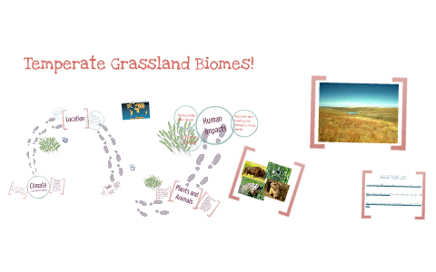 Temperate Grassland Biomes by Terra Anderson on Prezi