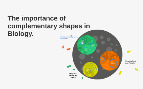 The importance of complementary shapes in Biology. by Kayleigh Orchard ...