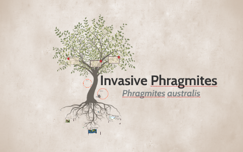 Phragmites by Krista Eide on Prezi