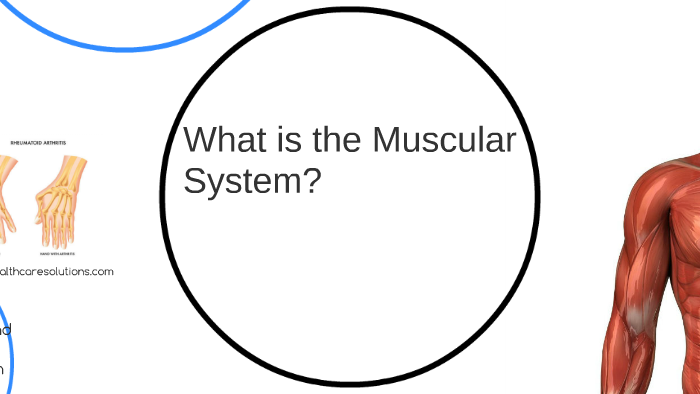 http://www.livescience.com/26854-muscular-system-facts-funct by Rachel ...