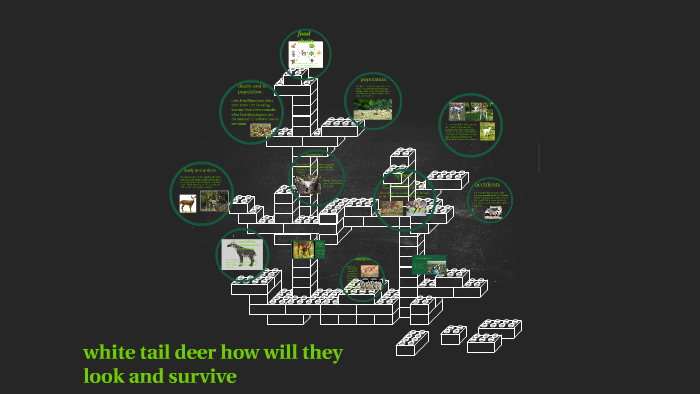 white tail deer adaptations by will reid friesen on Prezi