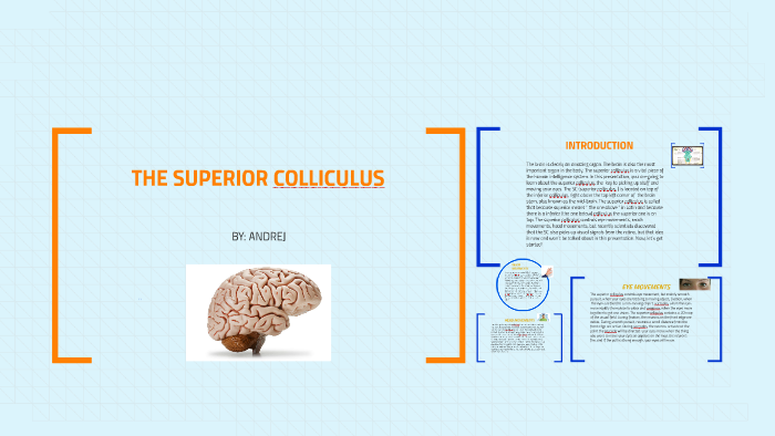 THE SUPERIOR COLLICULUS by bob joe on Prezi
