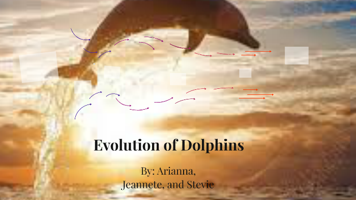 Evolution of Dolphins by Stevie Rutherford on Prezi