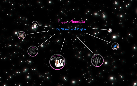 phylum annelida by Payton Parnell