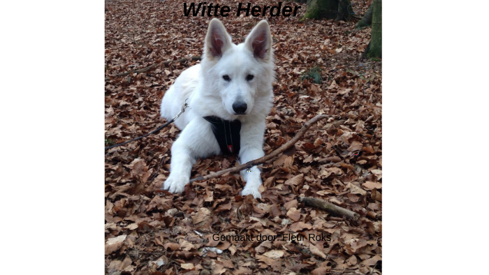 Witte Herder by fleur roks on Prezi