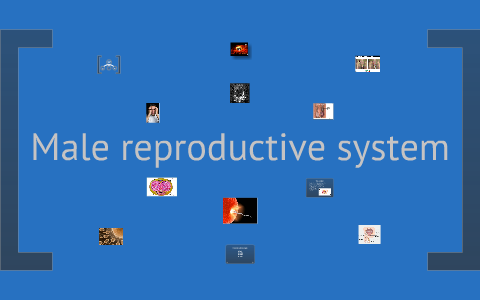 male productive system by Andrea Atahualpa on Prezi