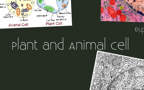 Plant and Animal Cell Project by Kevin Gigler on Prezi
