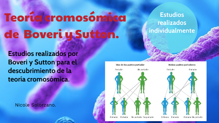 Teoría cromosómica de Sutton y Boveri. by Nicole Solorzano on Prezi