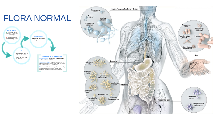 FLORA NORMAL by Queta Avila on Prezi