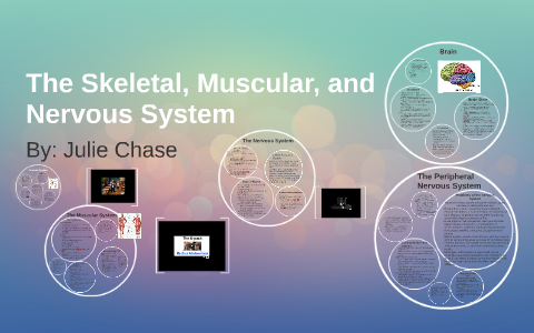 The Skeletal, Muscular, and Nervous System by Julie Chase