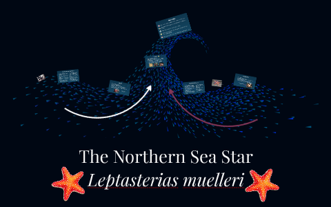The Northern Starfish by Marie Anderson on Prezi