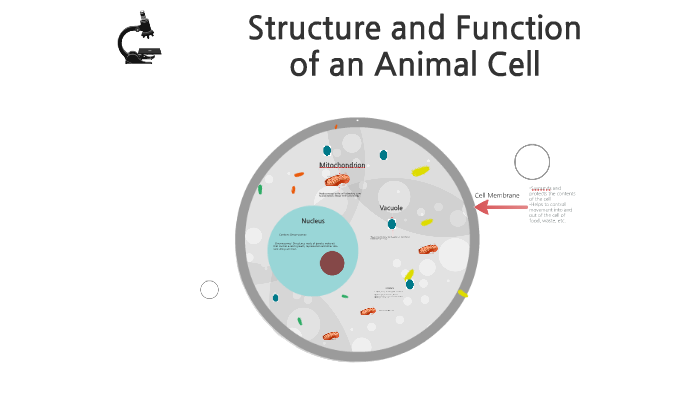 Structure And Function Of An Animal Cell By Montana Herridge Structure And Function Of An Animal Cell By Montana Herridge