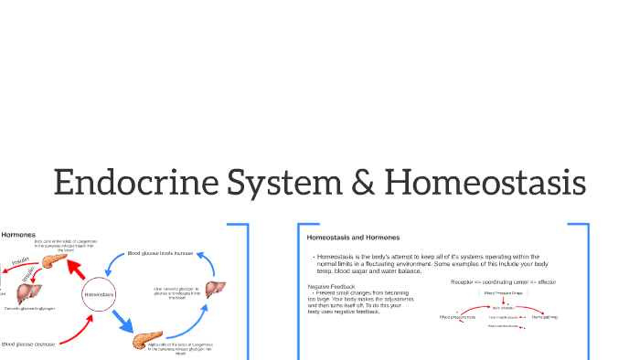 Endocrine System & Homeostasis by kennedy mitchell on Prezi Endocrine System & Homeostasis by kennedy mitchell on Prezi