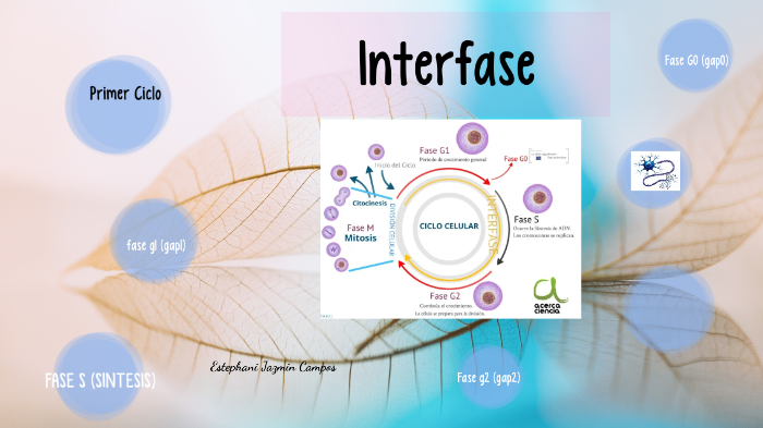 Interfase biología by Jazmin Campos on Prezi