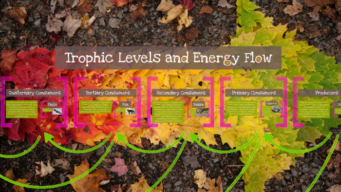 Trophic Levels and Energy Flow by Maxwell Rader on Prezi