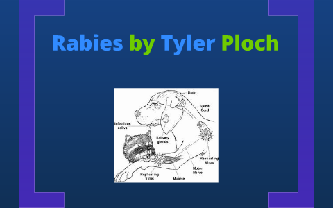 Rabies By Tyler Ploch by Tyler Ploch on Prezi