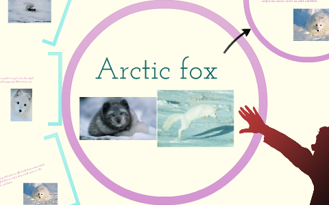 arctic fox by brett hagerman on Prezi
