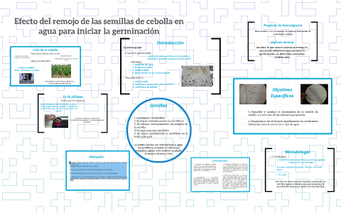 Remojo de la semilla de cebolla en agua, para posteriormente by ...