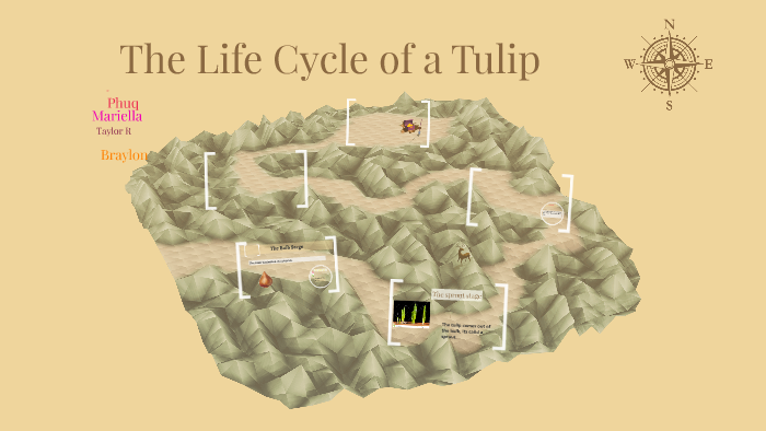 The Life Cycle of a Tulip by Toye Powell on Prezi