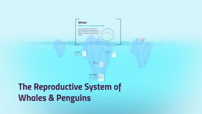 The Reproductive System of Whales & Penguins by Leo Fountain on Prezi