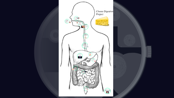 Cheese Digestion Project by JD OKeane on Prezi