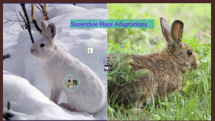 snowshoe hare adaptations by violet hill on Prezi