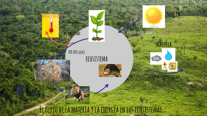 El flujo de la materia y la energía en los ecosistemas by alejandra ...