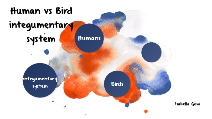 Human vs Bird integumentary system by Bella Gow on Prezi