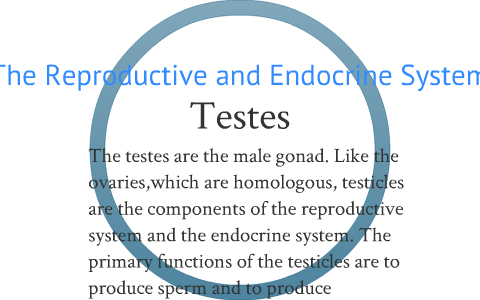 The Reproductive and Endocrine System by Seth Olivares on Prezi